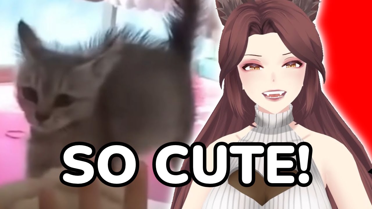 This Cat Is So Cute! | Saeko Reacts To Unusual Memes - YouTube