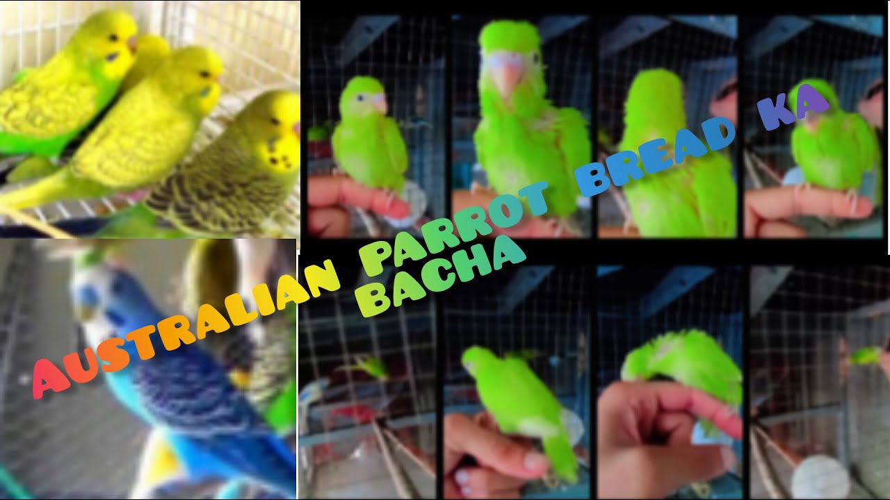 Australian parrot bread ka bacha hai - YouTube