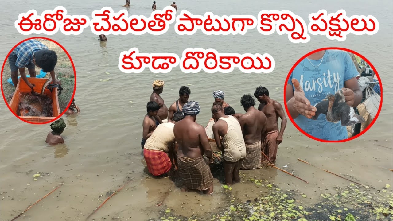 fishing జన్నివలస amazing fishing videos chepala pempakam Telugu fish ...