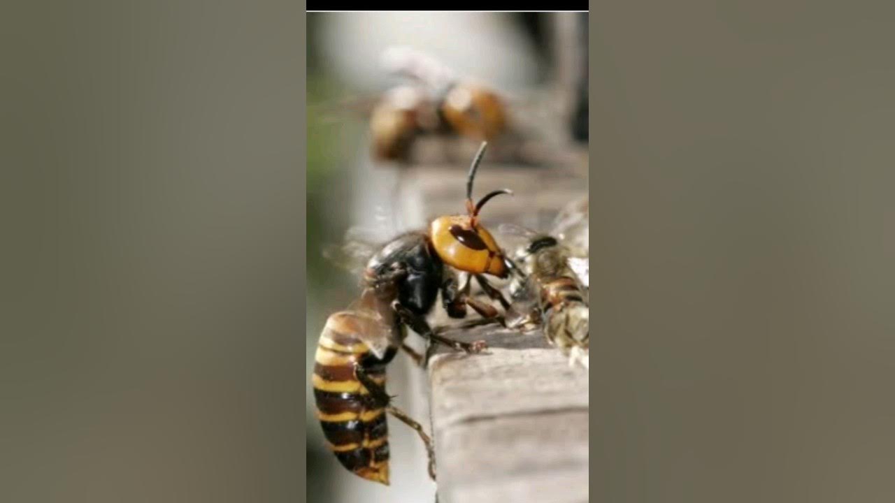 Bees Vs Giant Hornet 🐝 Bees Kill A Giant Hornet With Heat 🔥 #short # ...