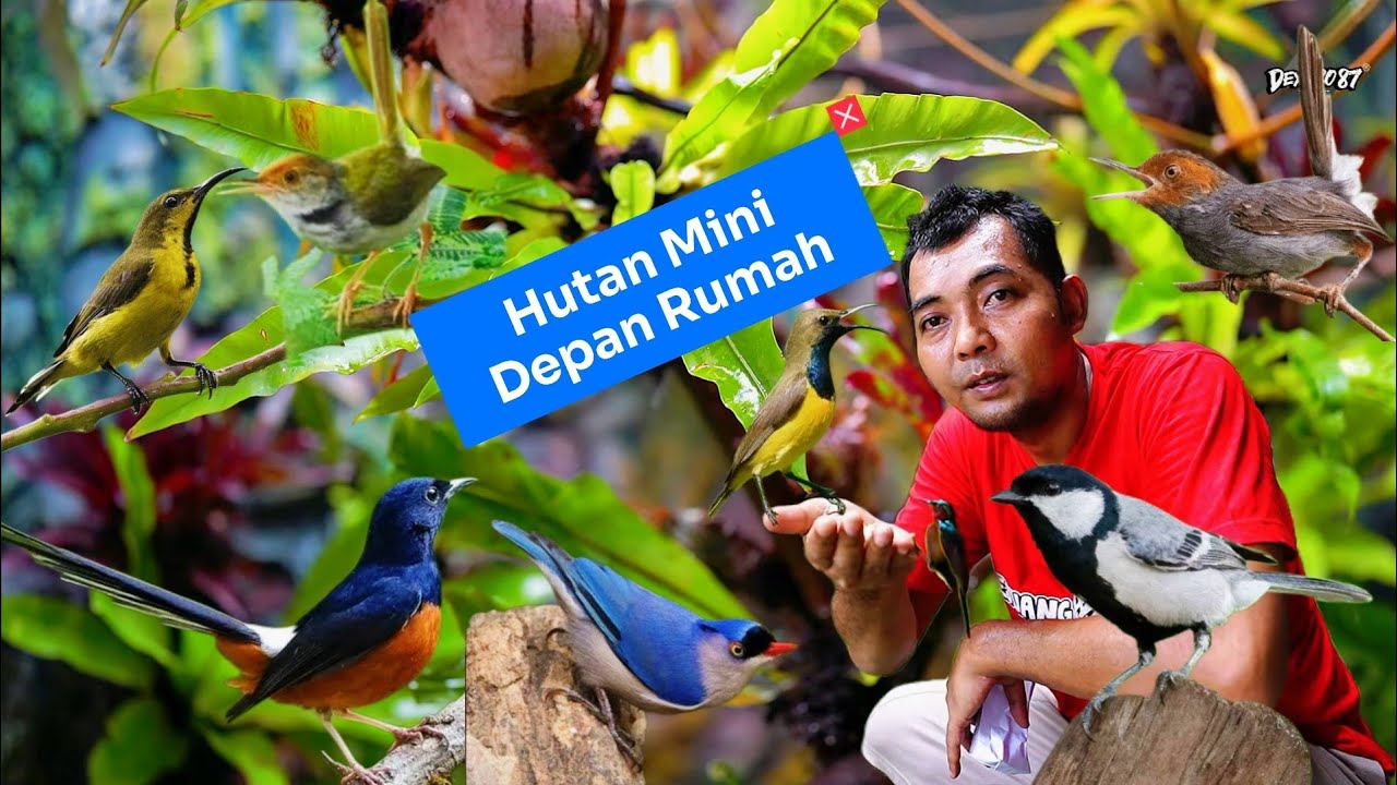 AVIARY KECIL TAPI SERASA DI DALAM HUTAN.!(AVIARY BIRDS INDONESIA. - YouTube