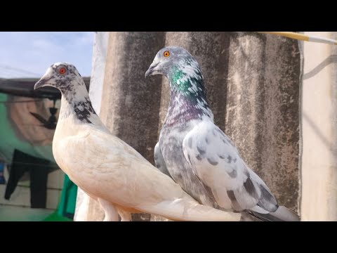 Ganesh Teli pigeon loft Machilipatnam high flying Andhra Madrasi ...