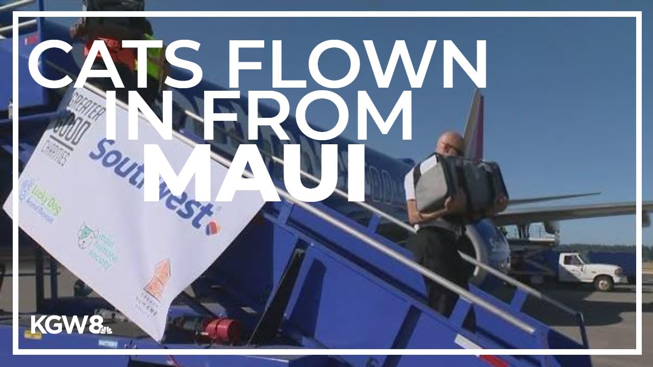 Dozens of shelter cats from Maui arrive at PDX airport - YouTube