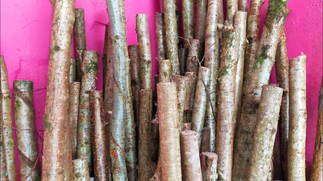 Making Natural Hiking Sticks, Selection of raw materials and Quality Of ...