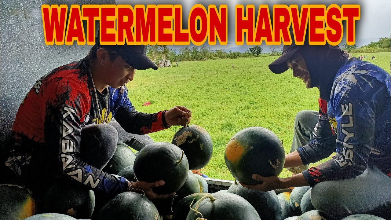 Pag Aani ng Pakwan, + Pag gawa ng Shake at Watermelon Lemonade. Occi ...