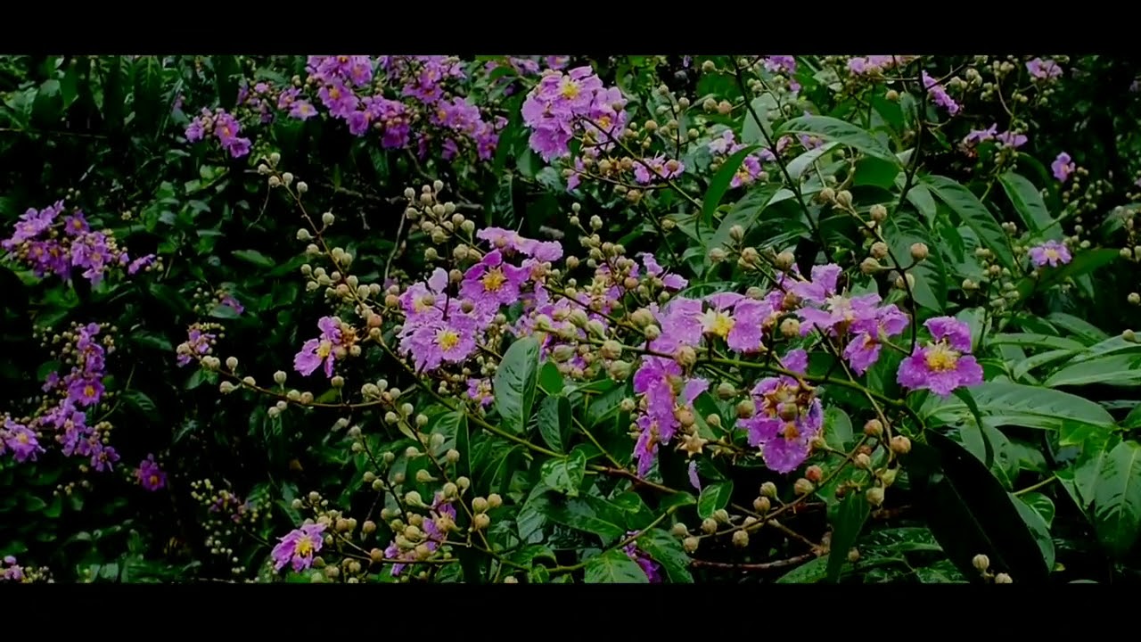 Mono Aji Keno Eto Chonchol || Tilagar Eco Park || A Film By Shafiqur ...