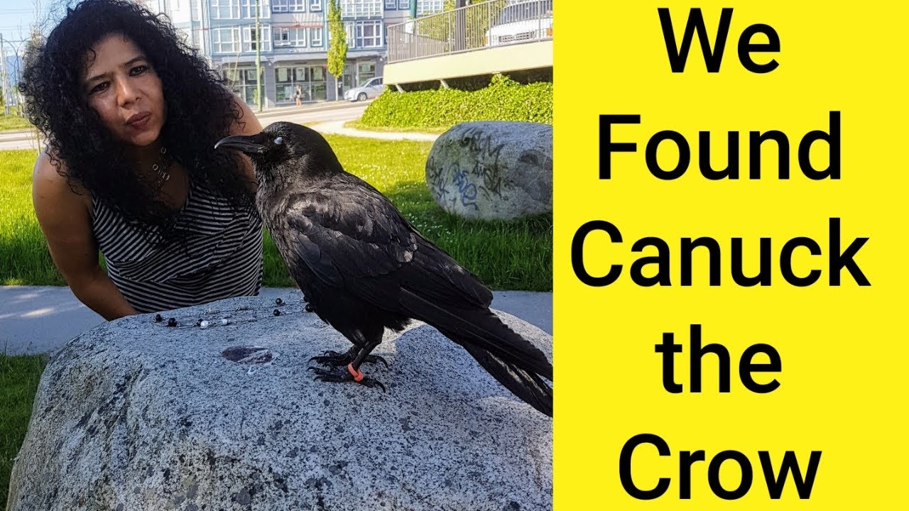 Looking For Canuck The Crow - YouTube