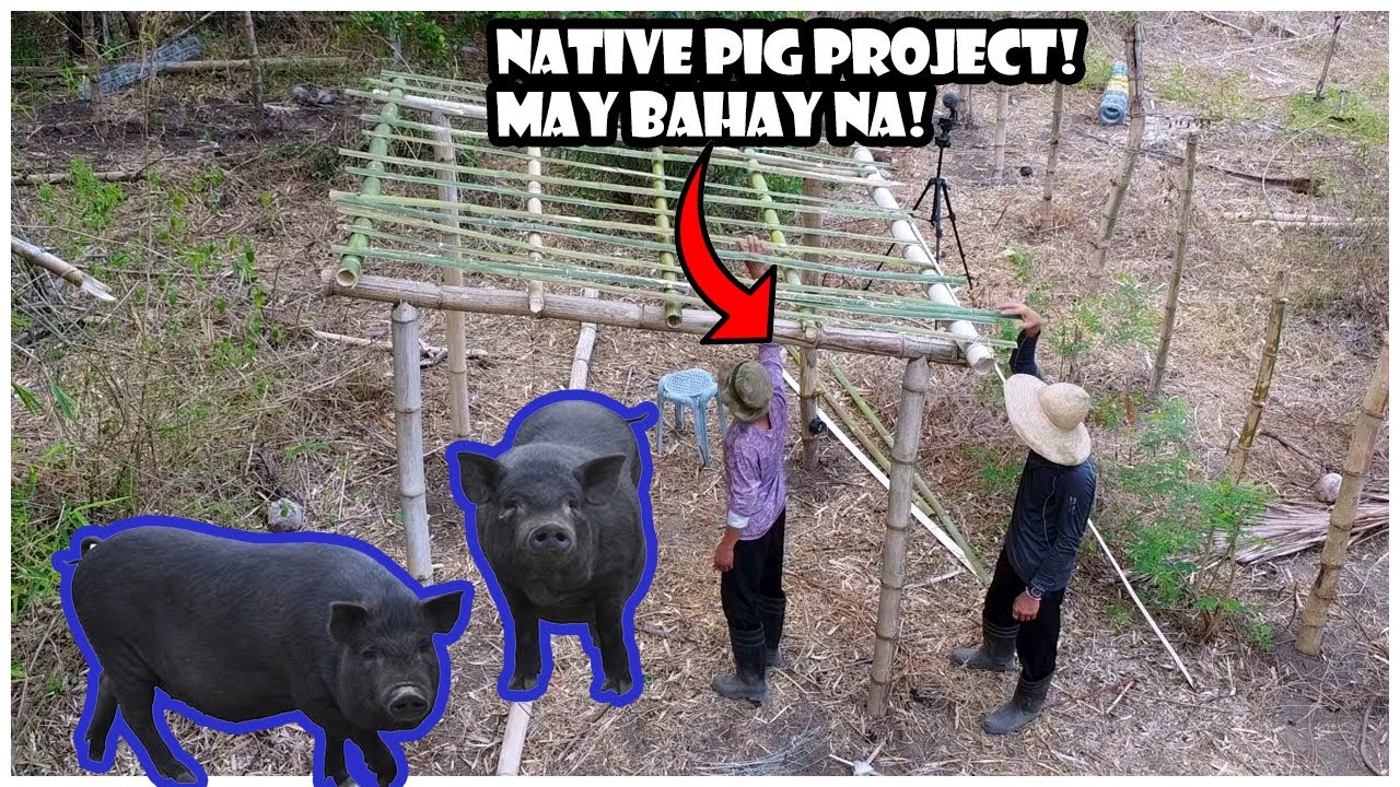 Native Pig Project | Tapos na ang Silungan - YouTube