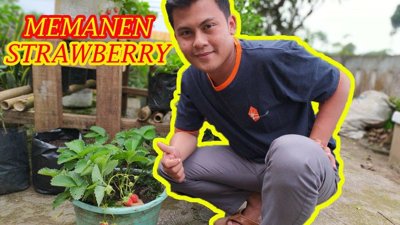CARA MEMANEN STRAWBERRY YANG BENAR!! - YouTube