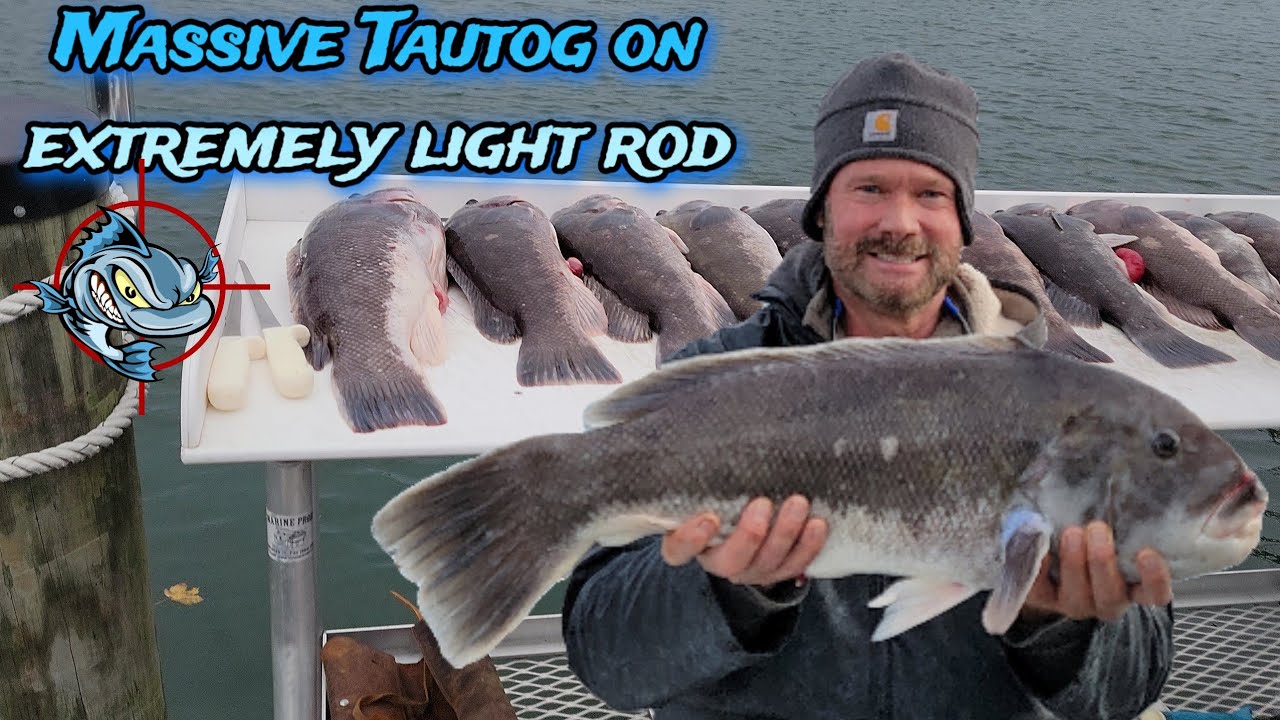 Massive Tautog on extremely light fishing rod - YouTube