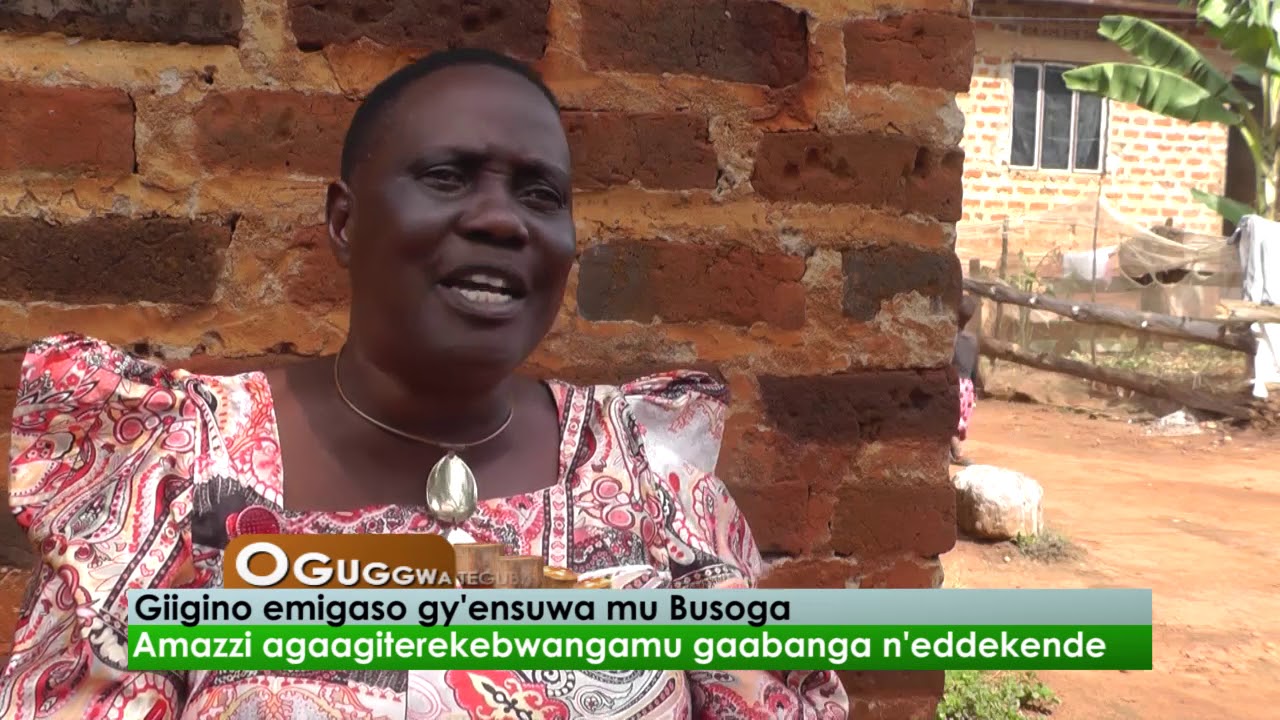 Oguggwa: Gigiino emigaso gy'ensuwa mu busoga. - YouTube