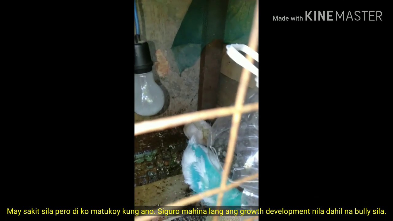 Raising Broilers 🐔 | 2 Broiler Chicks were Sick | 3 weeks | Part 3 ...