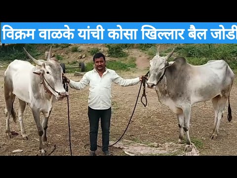 कोसा खिल्लार बैल जोडी | kosa khillar Bail - YouTube