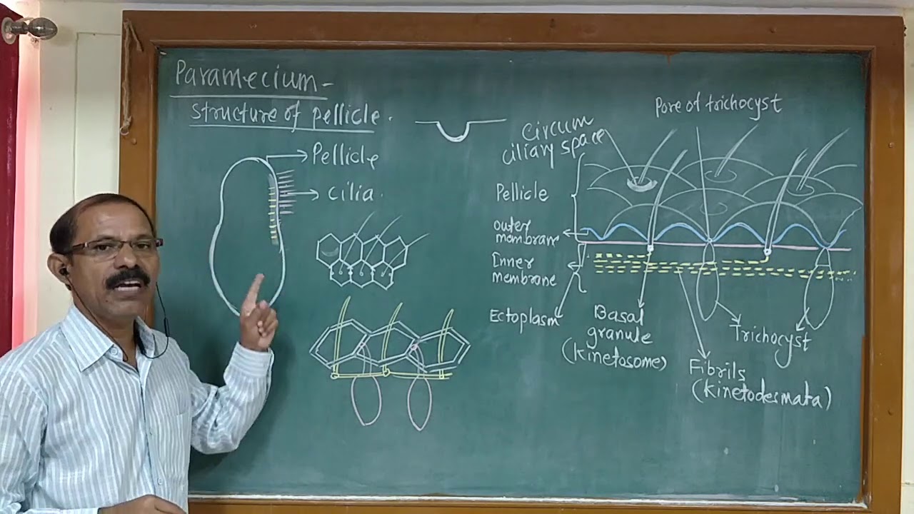 structure of pellicle and cilium in Paramecium - YouTube