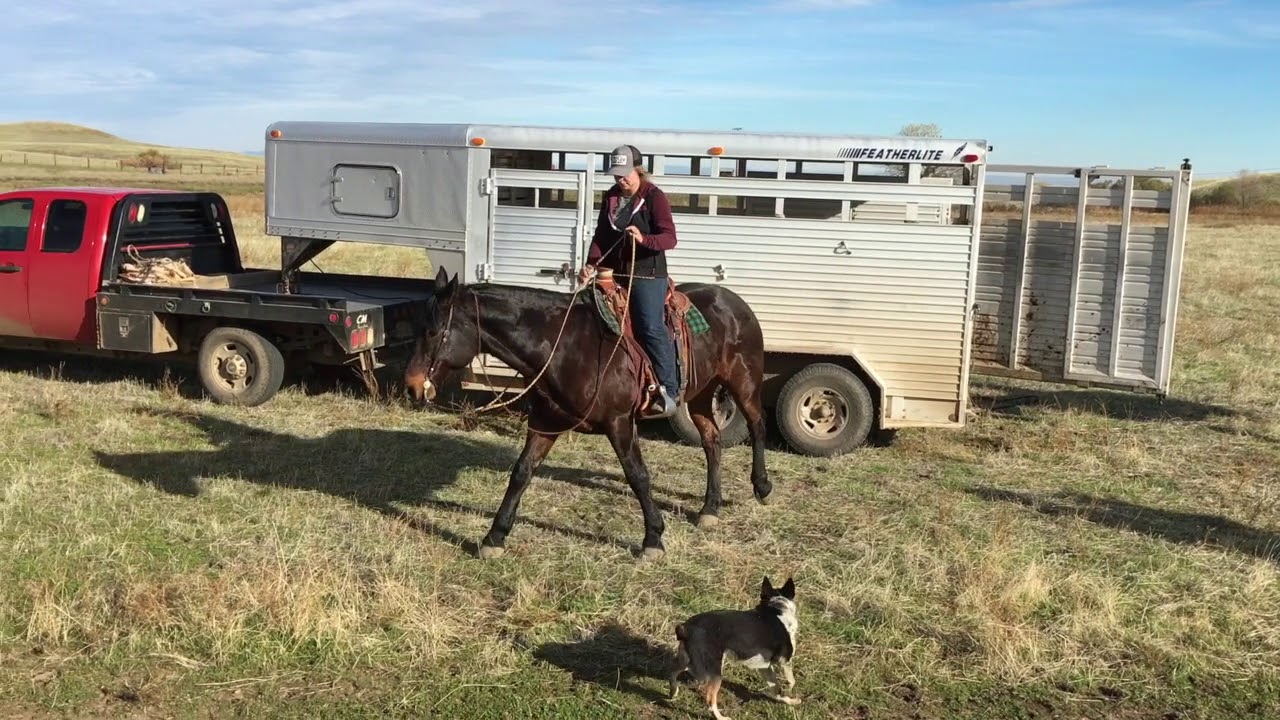 Hector - 2010 Brown Percheron/Friesian/Quarter Horse Gelding - YouTube