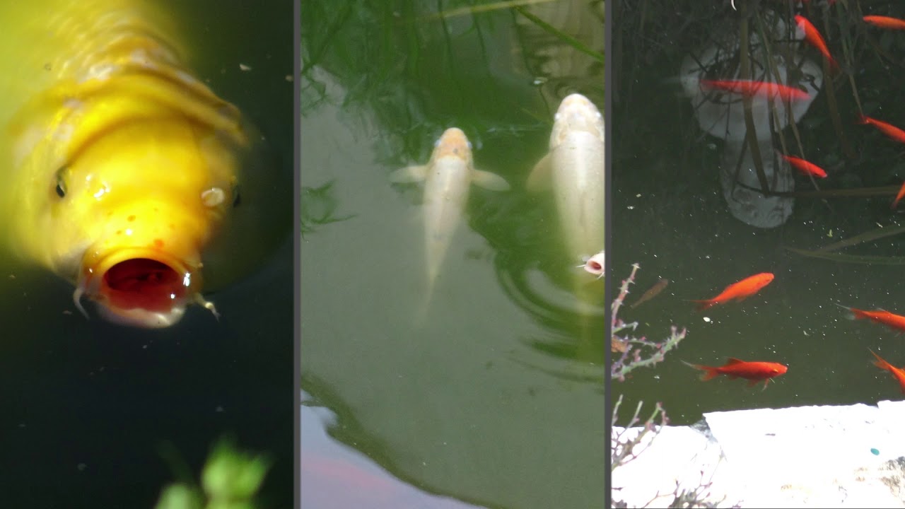 poissons rouge et carpes koi movie - YouTube