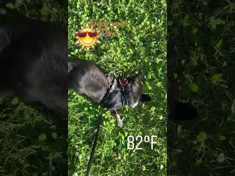 Chihuahua Richard 😆🐕🙋‍♀️ #dog #chihuahua #pets #cute