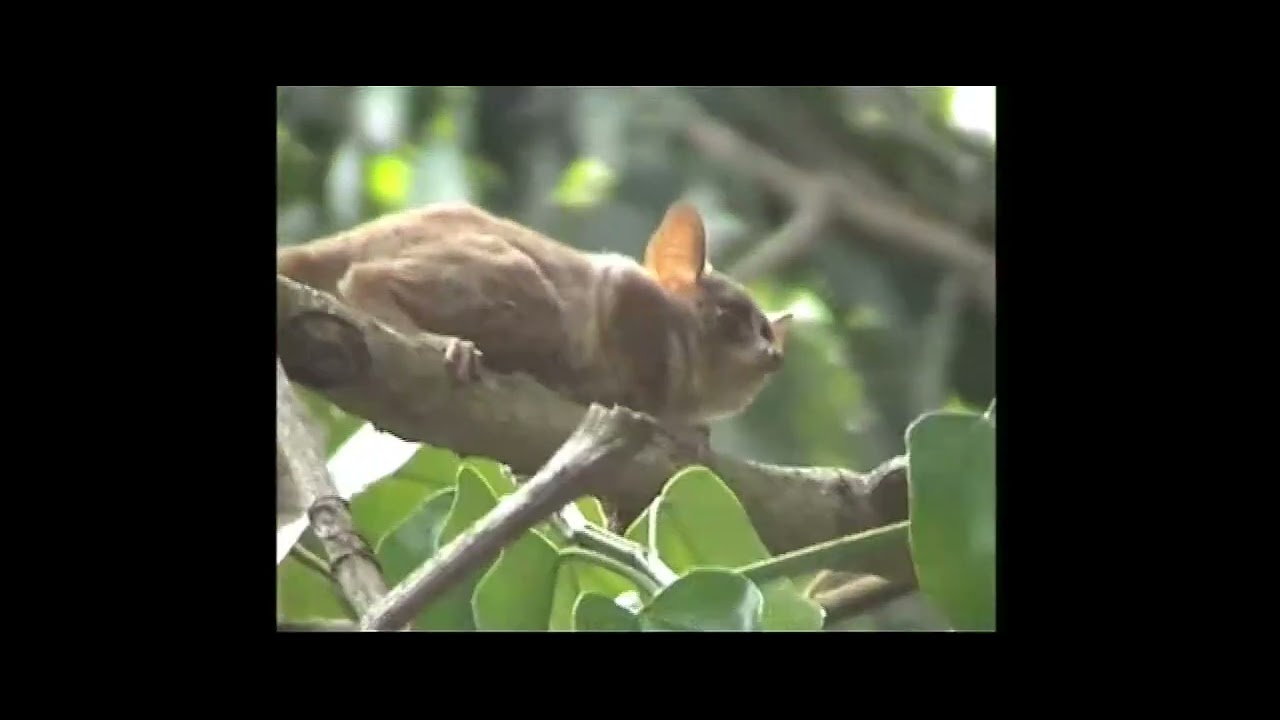 Thomas's dwarf galago, Bili DRC, 2005 - YouTube