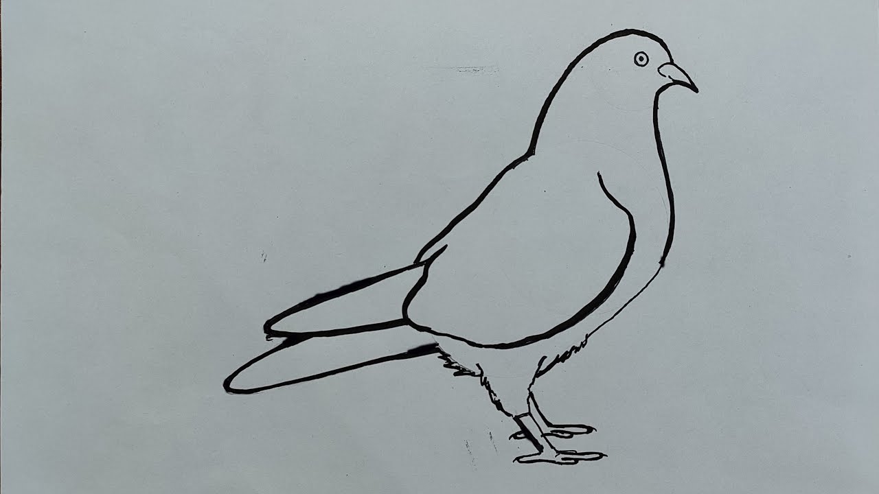 || How to draw DOVE / PIGEON step by step || How to draw easy and ...