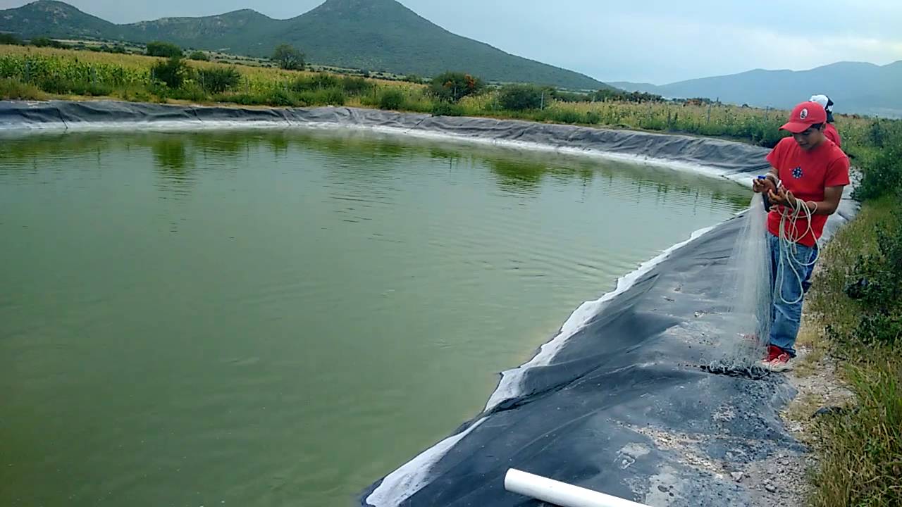 Pesca con tarraya, mojarra tilapia. - YouTube