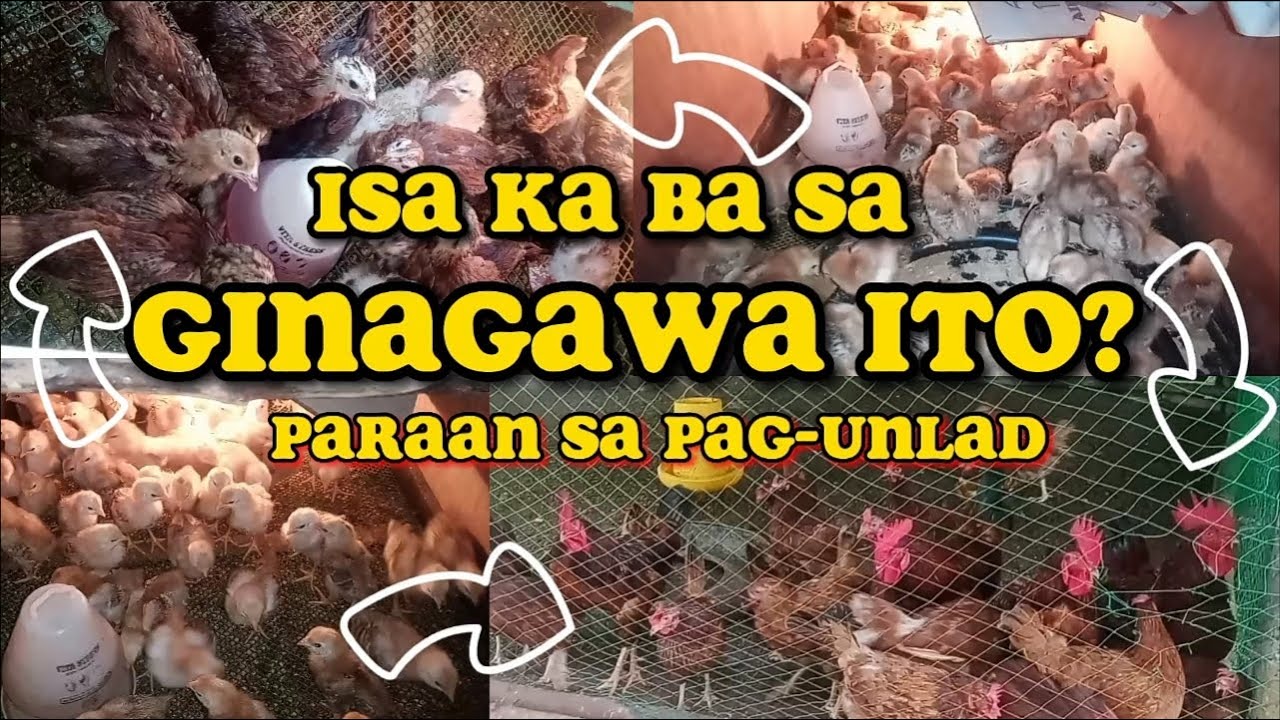 Sisiw Lang Ang Kitaan || Ready To Lay(RTL) Chicken || Incubate - YouTube