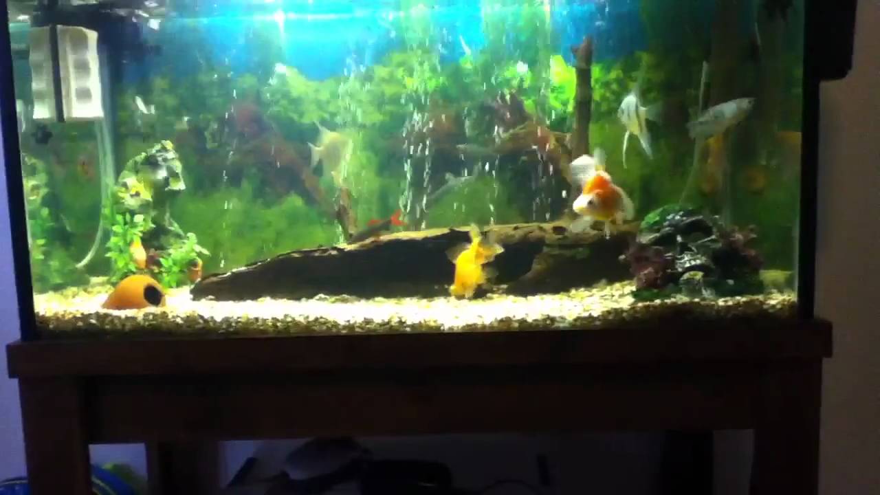 Update on 3ft 45 gallon fish tank - YouTube