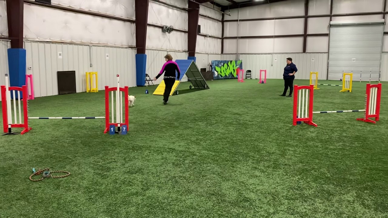 UKI Novice Agility - YouTube