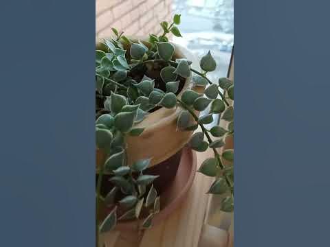 Очаровательная дисхидия Миллион сердец - YouTube