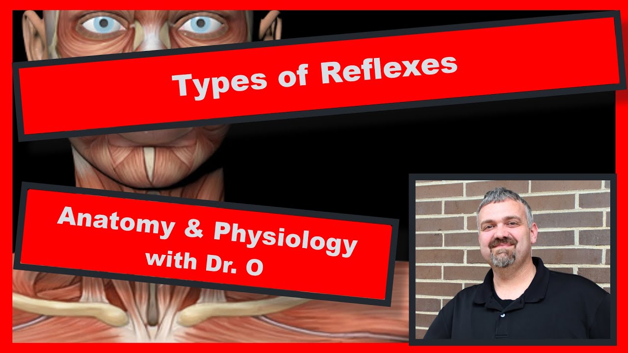 Types of Reflexes: Anatomy and Physiology - YouTube