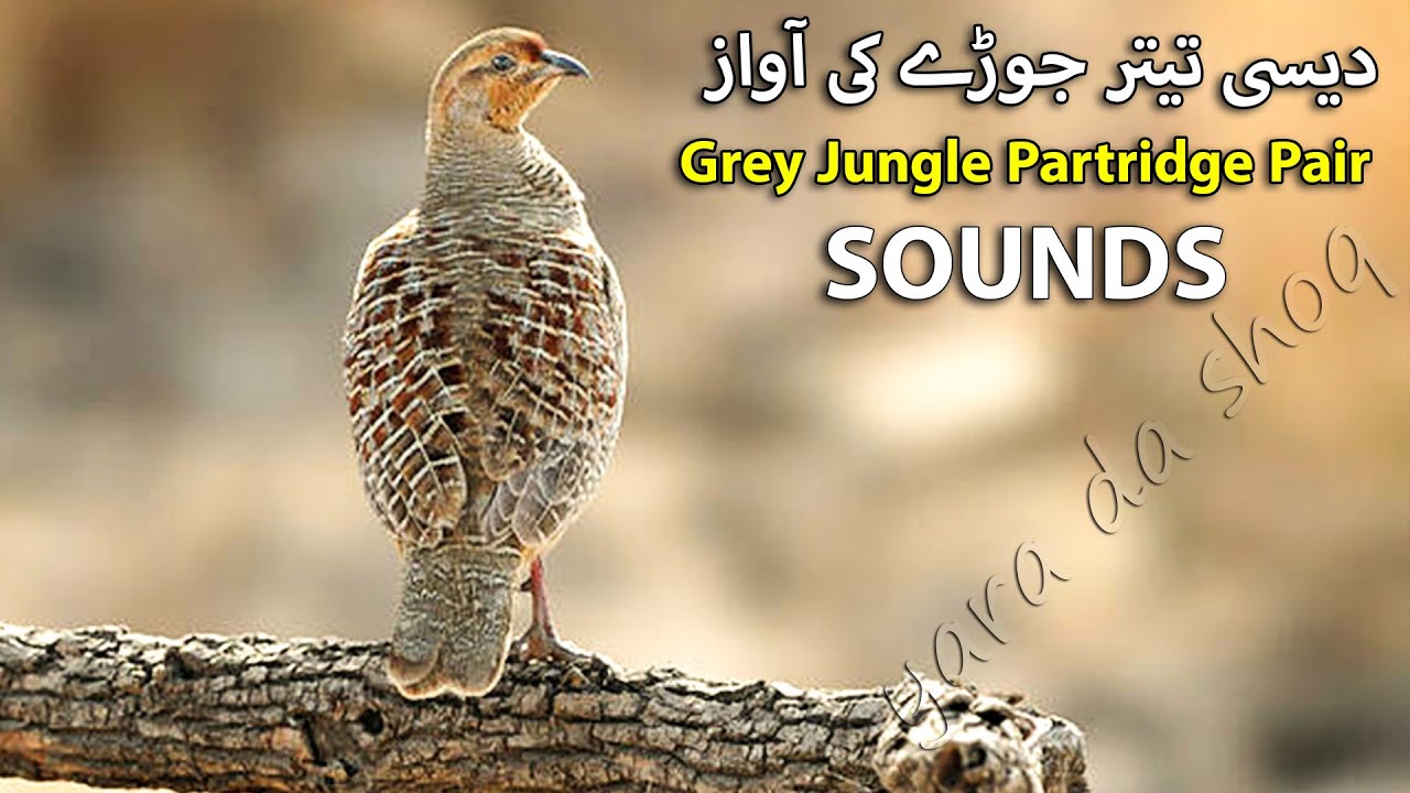 Desi Teetar Jory ki Awaz | Jungle Partridge Sounds | Francolin Hunting ...