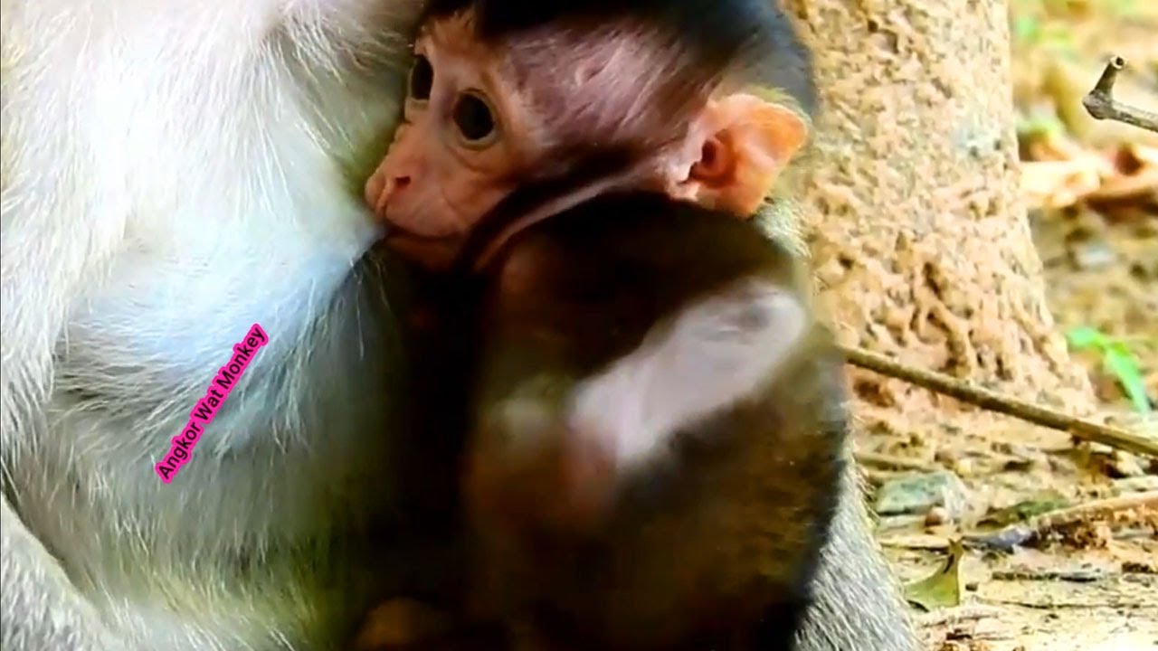Cute newborn baby monkey Brittany trying to keep mom milk - YouTube