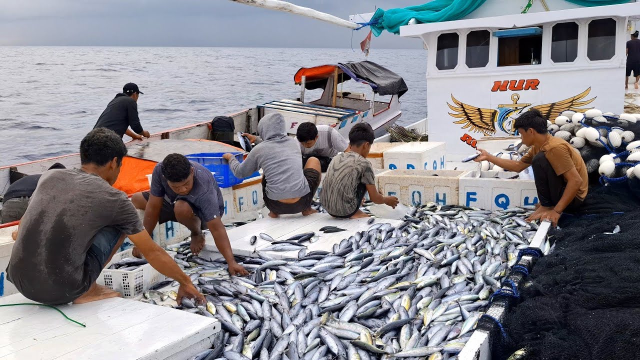 2 Hari Melingkar, Ikan Hasil Tangkapan Langsung Di Jual Di Laut || KM ...