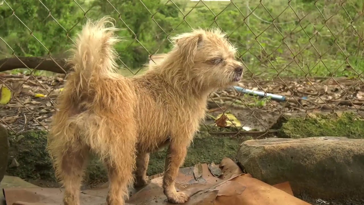Puerto Rico Dog Sanctuary Run by Former Army Captain Perseveres Despite ...