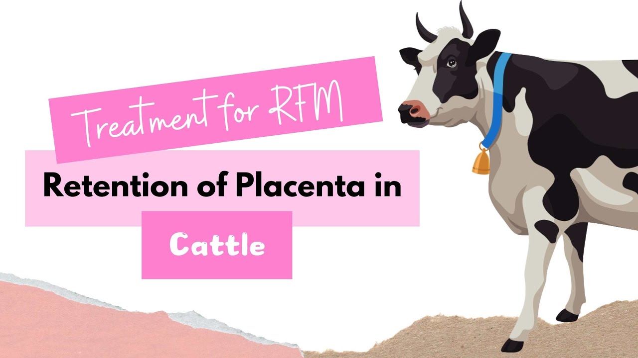 Retention Of Placenta in Cattle | Symptoms and Treatment - YouTube