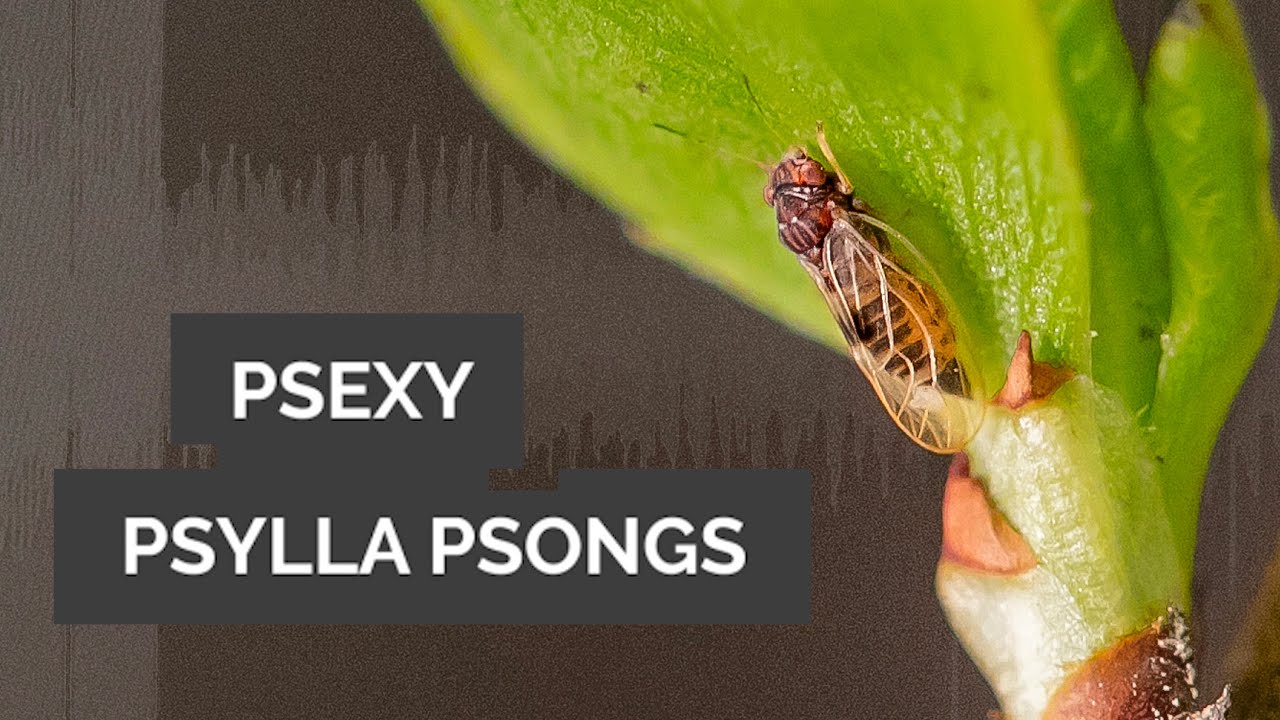 Good vibrations: Psylla mating songs are music to WSU researcher's ears ...