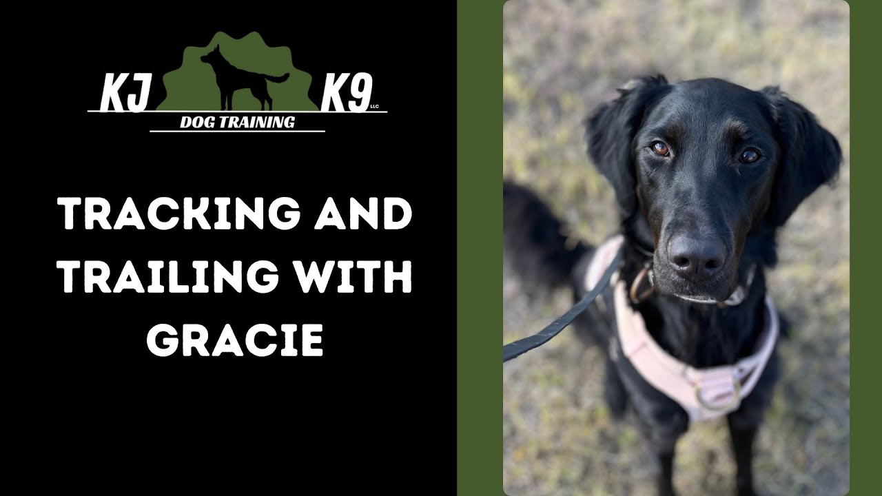 Tracking and Trailing with Gracie - YouTube