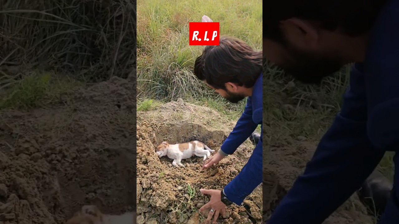 Dog RIP #dog #rip - YouTube