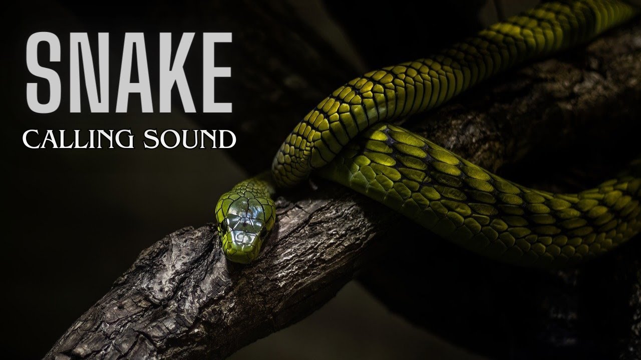 Snake Calling Sound - YouTube