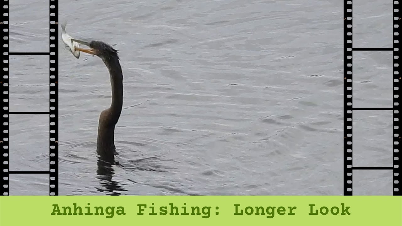 Anhinga Fishing: Long Form - YouTube