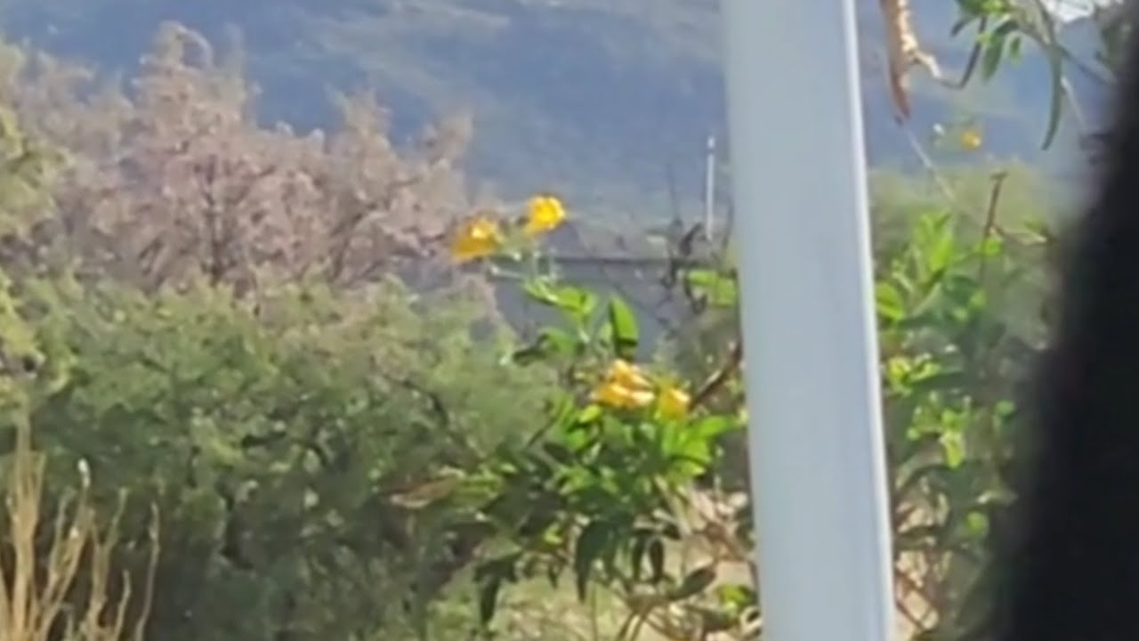 UP 5775 Manifest Train Eastbound With Two Flagless Units, Near Twin Peaks, Marana, AZ - YouTube