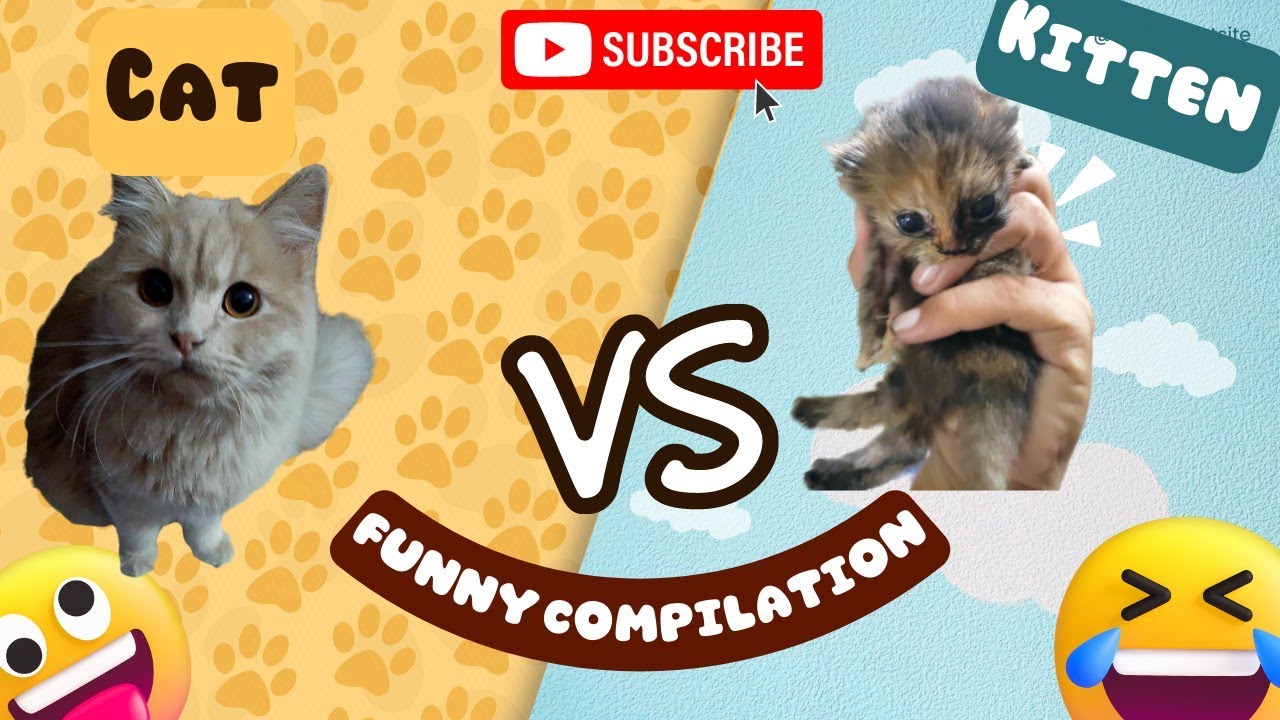 How cat's show their love to their kittens | cat VS kitten || funny ...