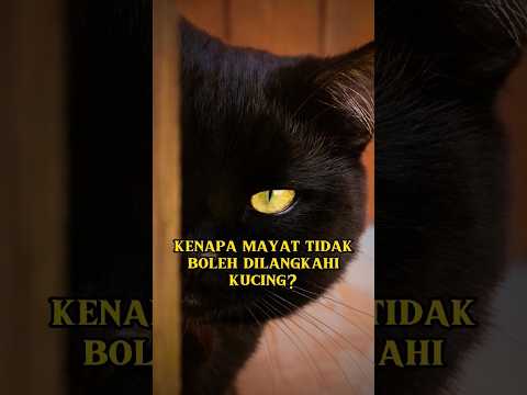 Kenapa Mayat Tidak Boleh Dilangkahi Kucing?😱| #kucing #shortsfeed #kucinglucu #shorts