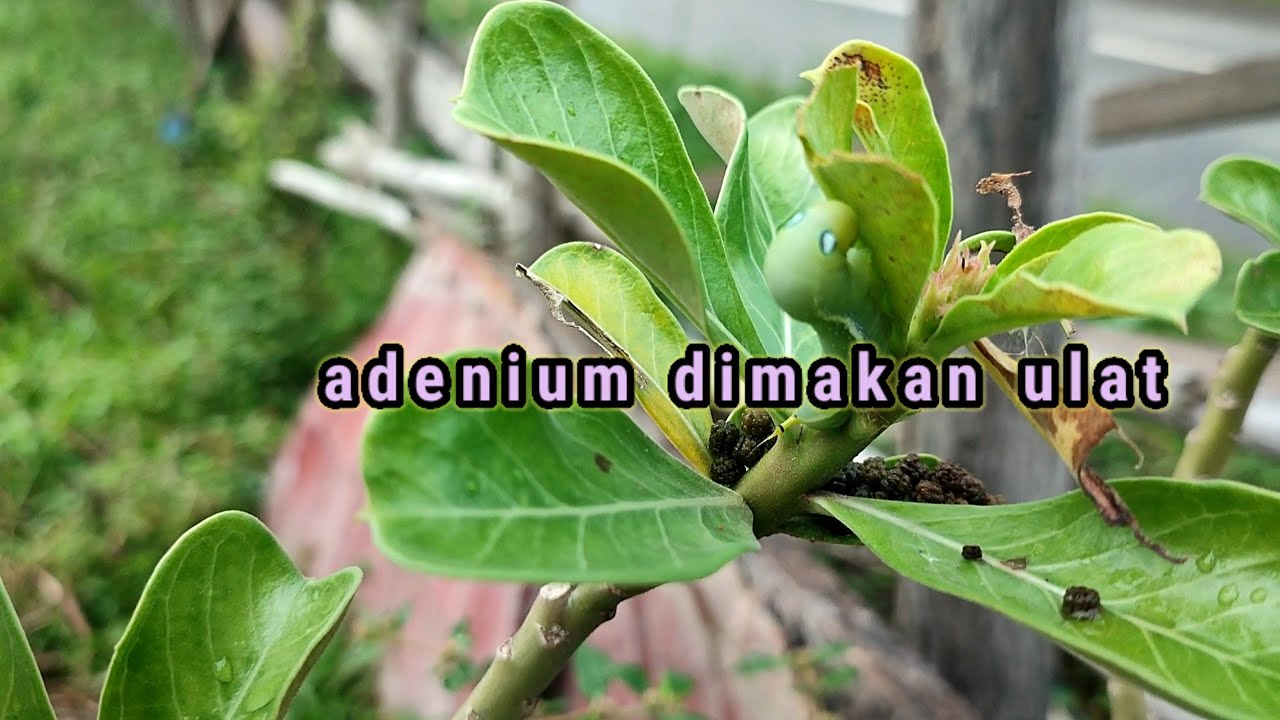 Tanaman Adenium Dimakan Ulat di Perkarangan - YouTube