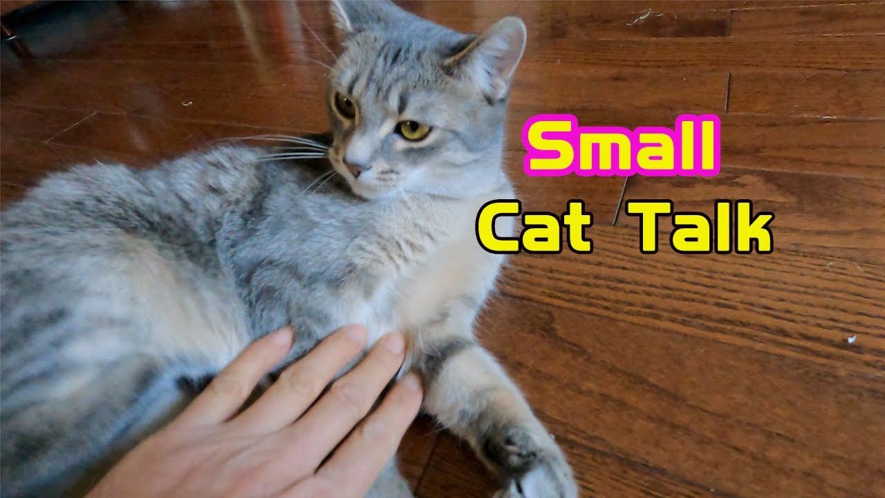 A Cozy Afternoon Chat with My Cat Abby 🐱👦💌 - YouTube