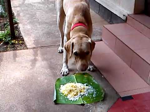 Mikku - Our Pet Labrador eating Onam Sadhya in a Banana Leaf - YouTube