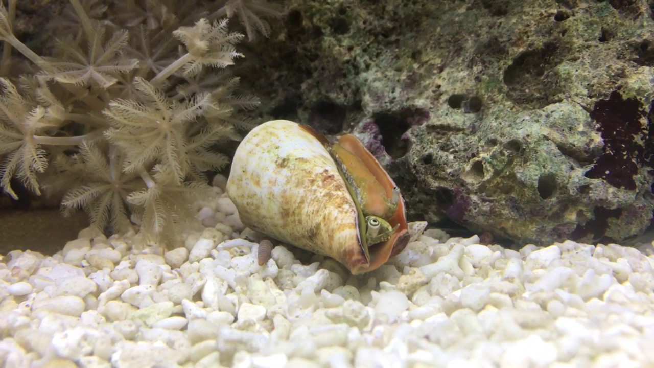 How turn a Sea Snail around? - YouTube