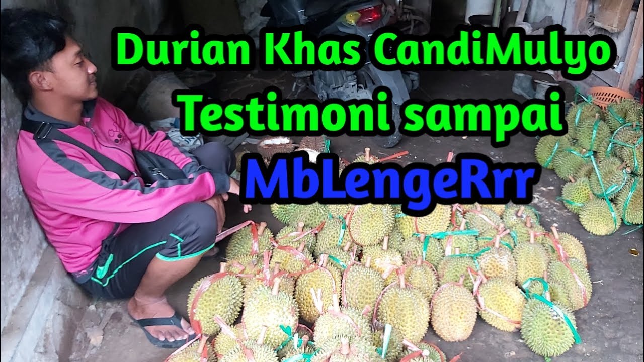Durian Khas Candimulyo..Nikmatnya beda?? - YouTube