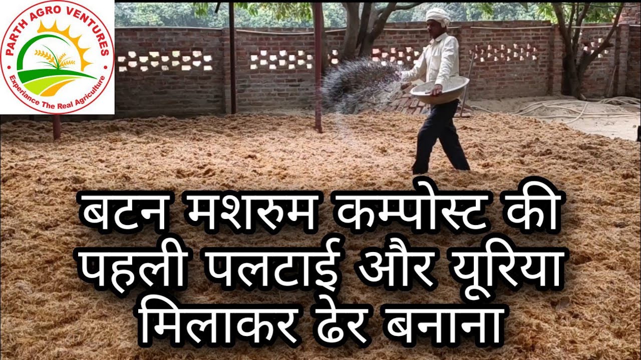 Button mushroom compost preparation, 1st step, urea mixing - YouTube