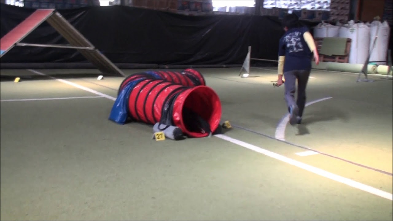 Haru Agility Training 2016 with Tamás Tráj - YouTube