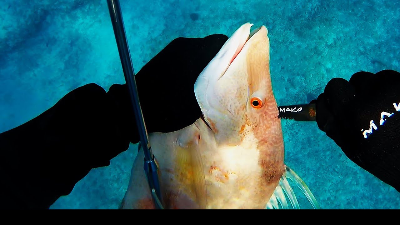 Freedive Spearfishing in the Bahamas: June 2019 - YouTube